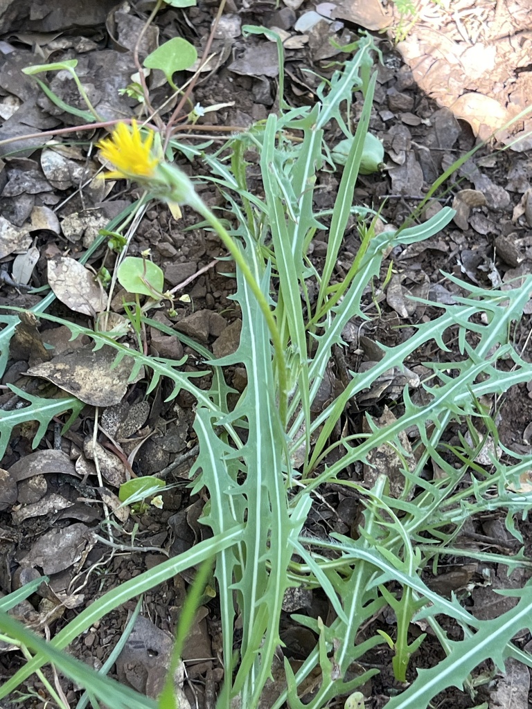 spearleaf agoseris from Mount Diablo State Park, Clayton, CA, US on May ...