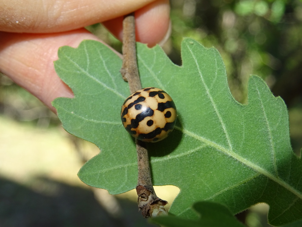 Kermes roboris from Città Metropolitana di Bari, Italia on May 26, 2024 ...