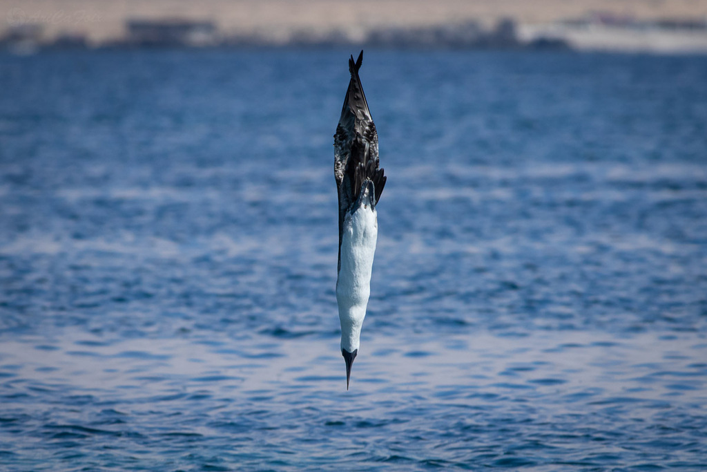 Boobies and Gannets (Sulidae) - Avian Discovery