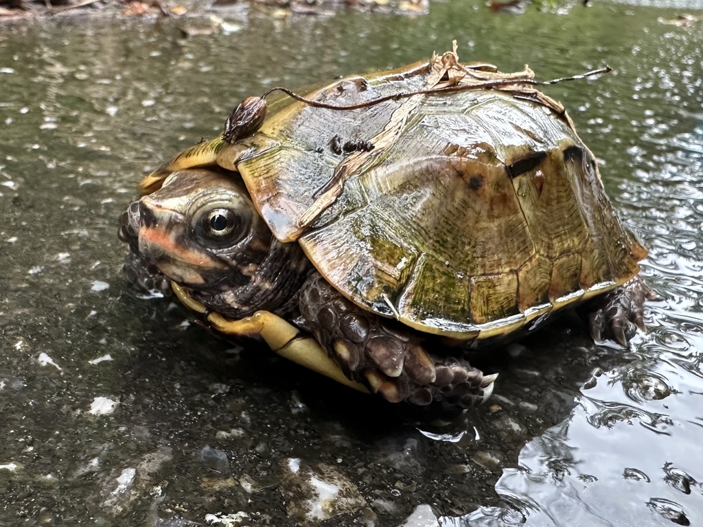 Ryukyu black-breasted leaf turtle in May 2024 by mahanaguideservice ...