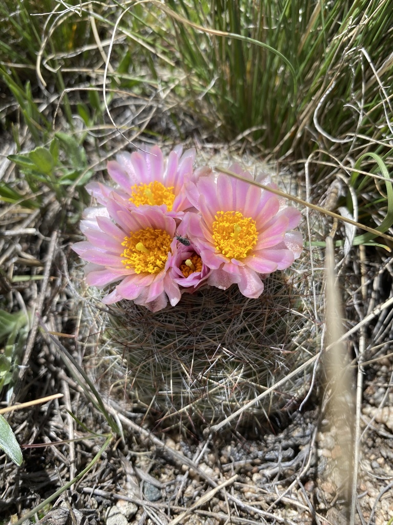 Mountain Ball Cactus from Elk Mountain, WY, US on May 27, 2024 at 01:35 ...