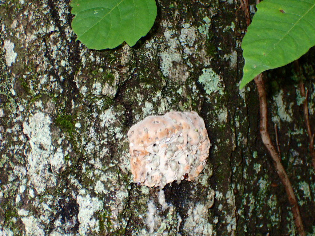 green cheese polypore in May 2024 by Caleb Wardlaw. follow up to last ...