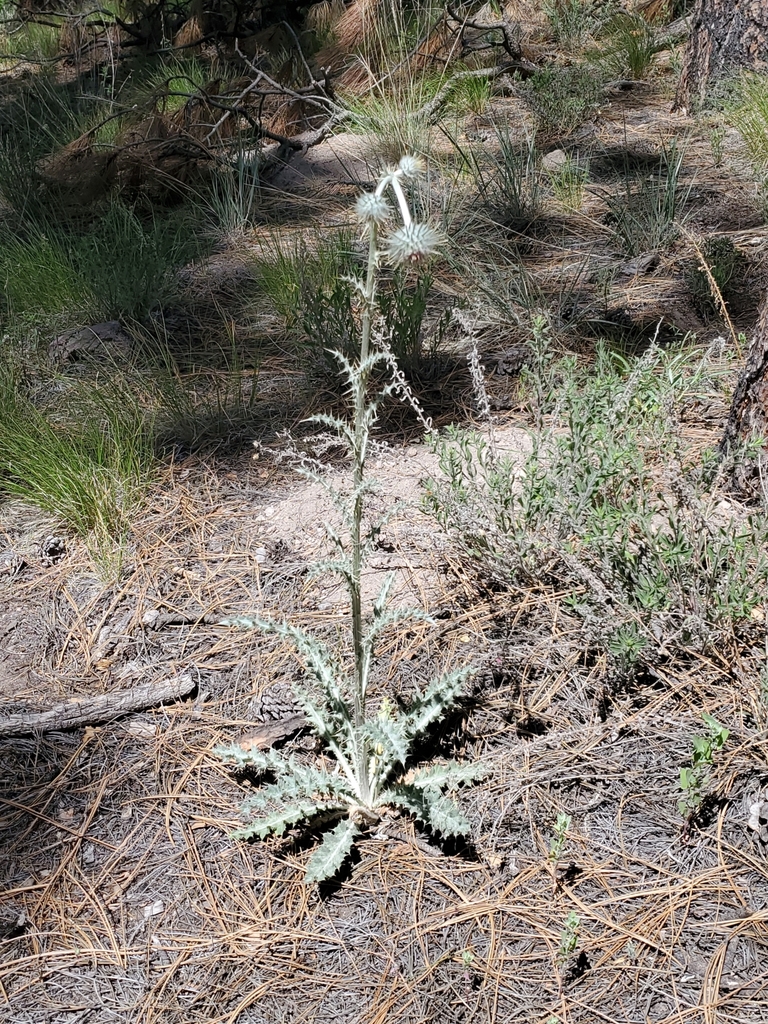New Mexico thistle from White Rock, NM 87547, USA on May 27, 2024 at 11 ...