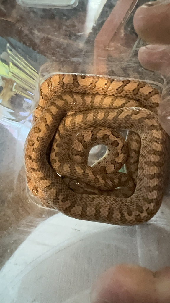 Glossy Snake from Lancaster on May 27, 2024 at 02:30 PM by noelsark ...