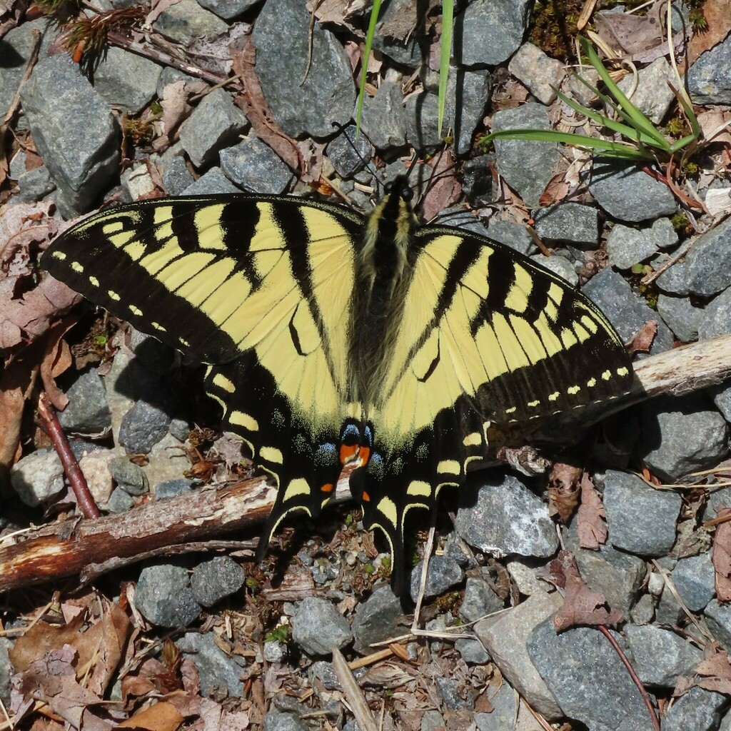 Canadian Tiger Swallowtail from The Trans Canada Trail, Musquodoboit ...