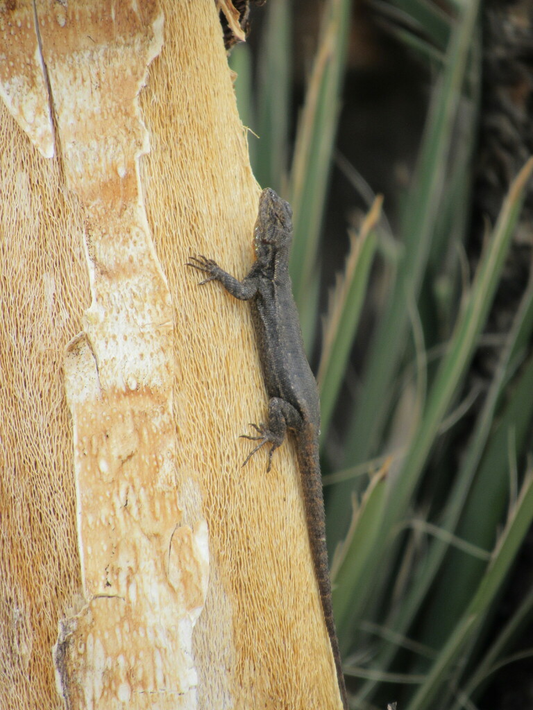 Spiny Lizards from Vicente Guerrero, 43998 Cd Sahagún, Hgo., México on ...