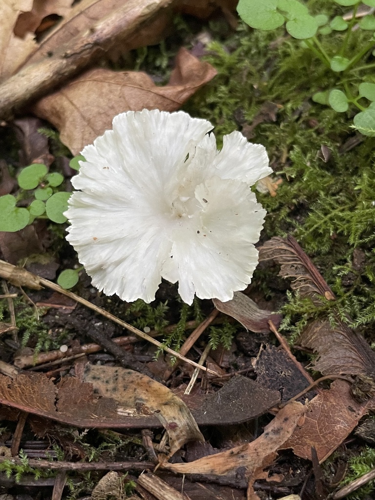 Cotylidia diaphana from Everett, WA, US on May 27, 2024 at 01:33 PM by ...