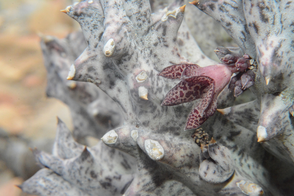 Quaqua pillansii in April 2023 by Andries Cilliers · iNaturalist