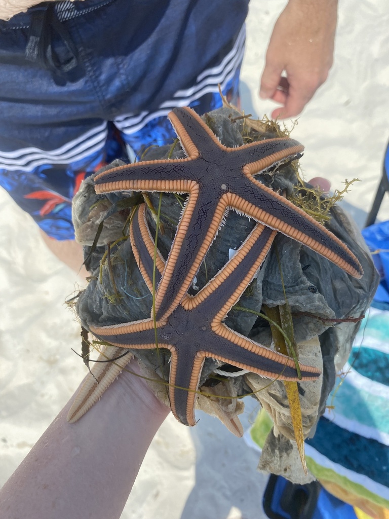 Flat Sea Star from Shell Island, Mexico Beach, FL, US on May 27, 2024 ...