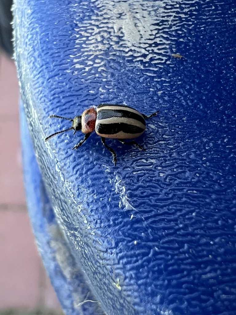 Coreopsis Beetle from 12762 Triple Crown, Pocatello, ID, US on May 27 ...