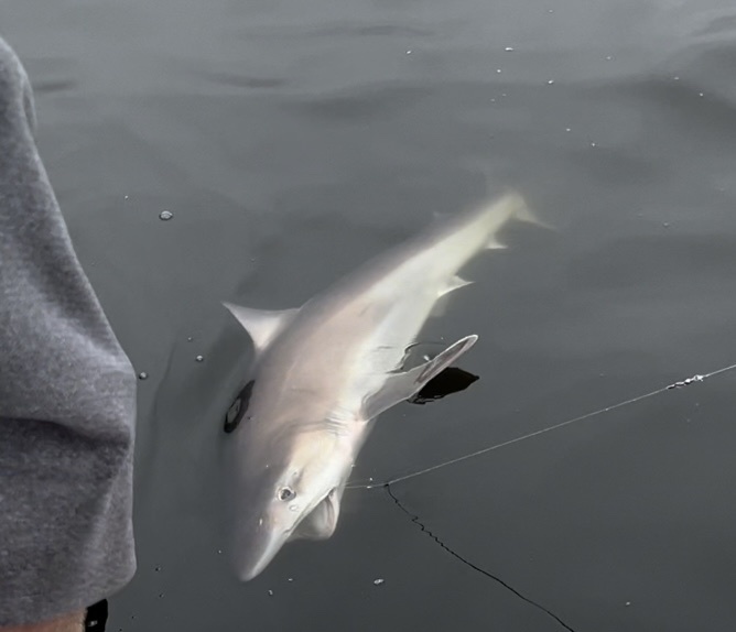 School Shark in May 2024 by Zach Fratello. Caudal in 3rd image ...