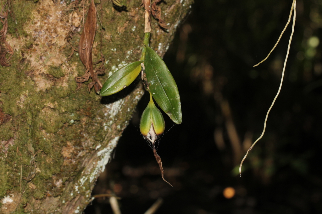 Night Scented Orchid in May 2024 by Andres Vila · iNaturalist