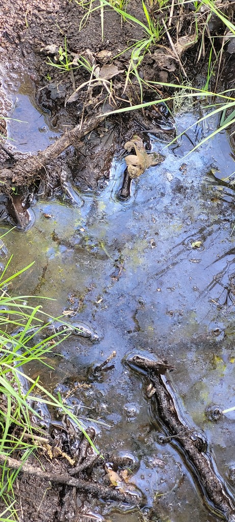 Leptothrix discophora from Mount Pisgah Arboretum, Lane County, OR, USA ...