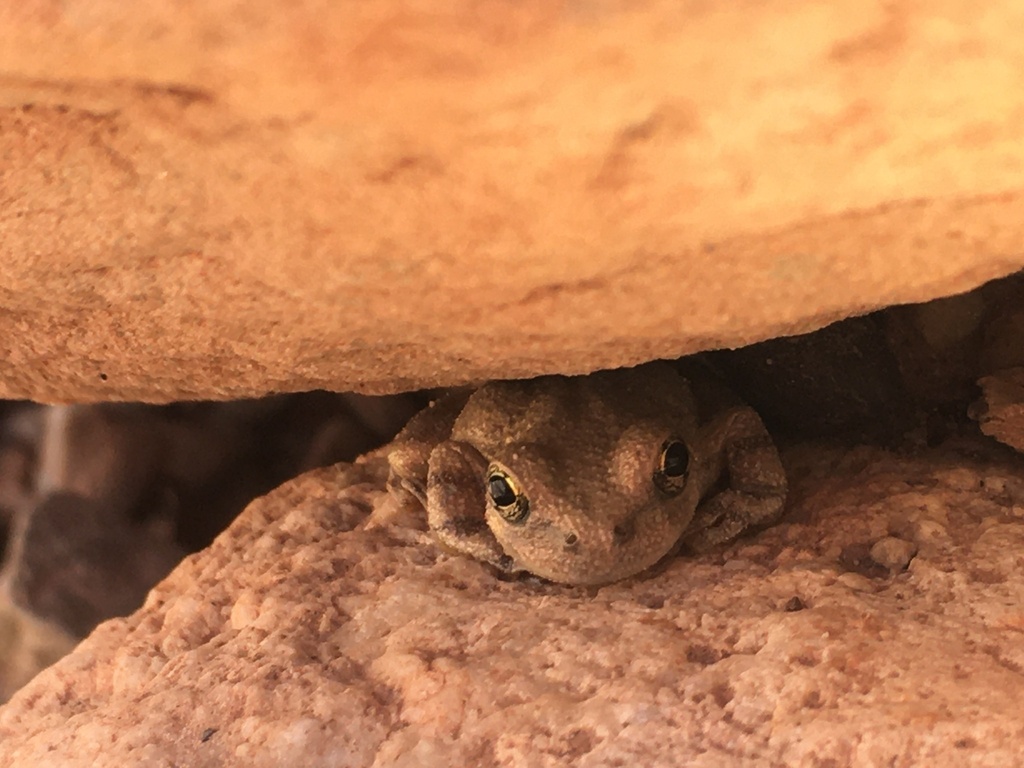 Canyon Tree Frog from Grand Canyon National Park, Williams, AZ, US on ...