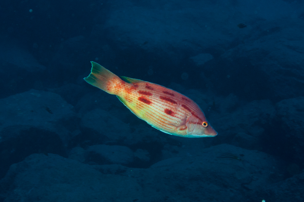 Eastern Pigfish from Raoul Island on May 23, 2011 by Malcolm Francis ...