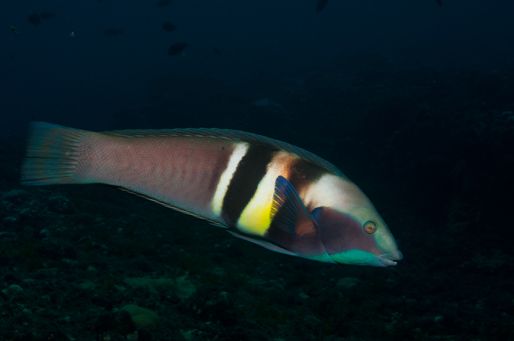 Eastern King Wrasse from Raoul Island on May 19, 2011 by Malcolm ...