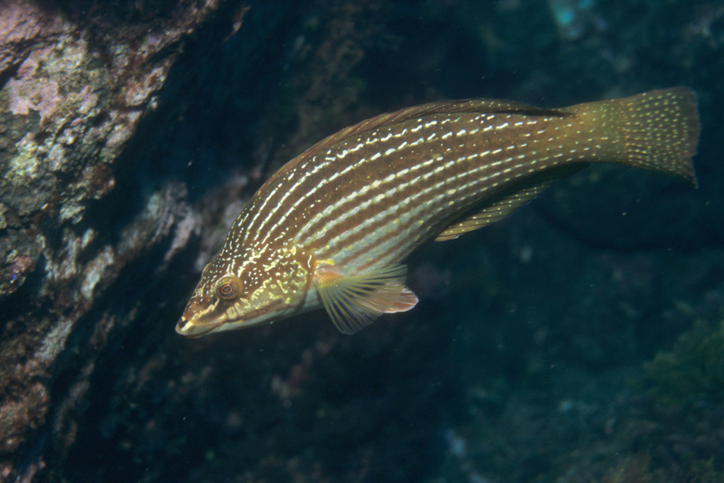 Green Wrasse from Raoul Island on November 10, 2004 by Malcolm Francis ...