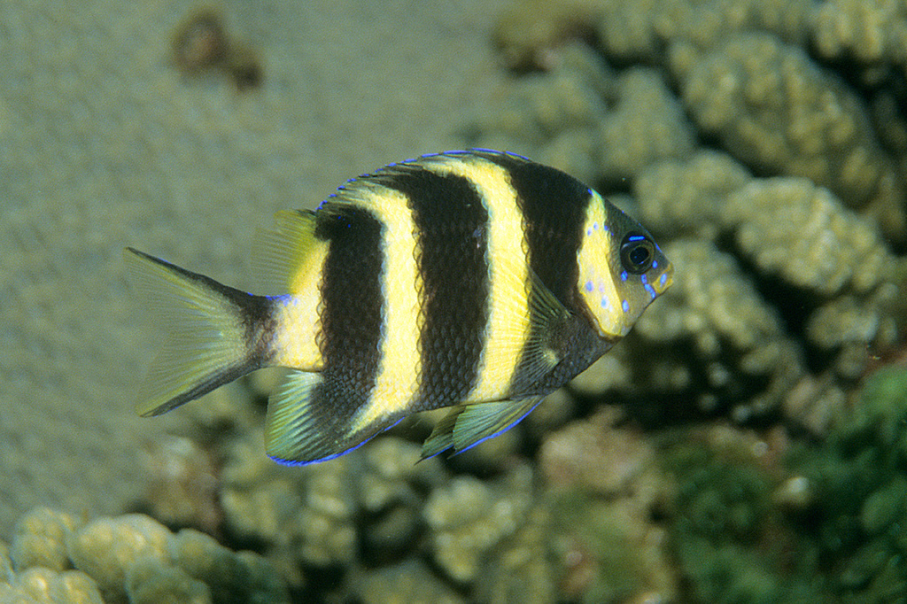 Kermadec Angelfish from Raoul Island on November 10, 2004 by Malcolm ...