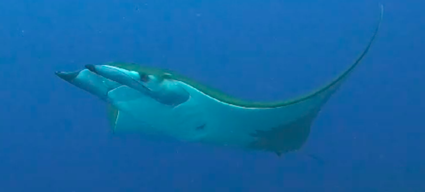 Sicklefin Devil Ray in December 2023 by megaptera72 · iNaturalist