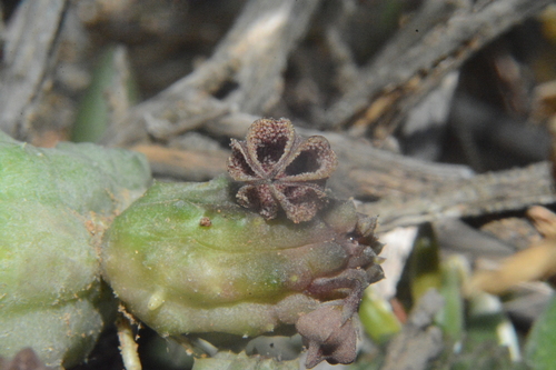 Subspecies Pectinaria articulata asperiflora · iNaturalist