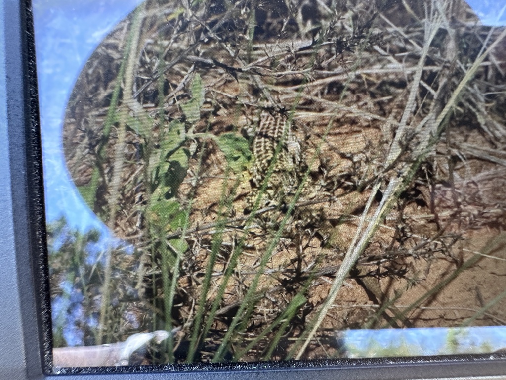 Common Checkered Whiptail from Palo Duro Canyon State Park, Canyon, TX ...
