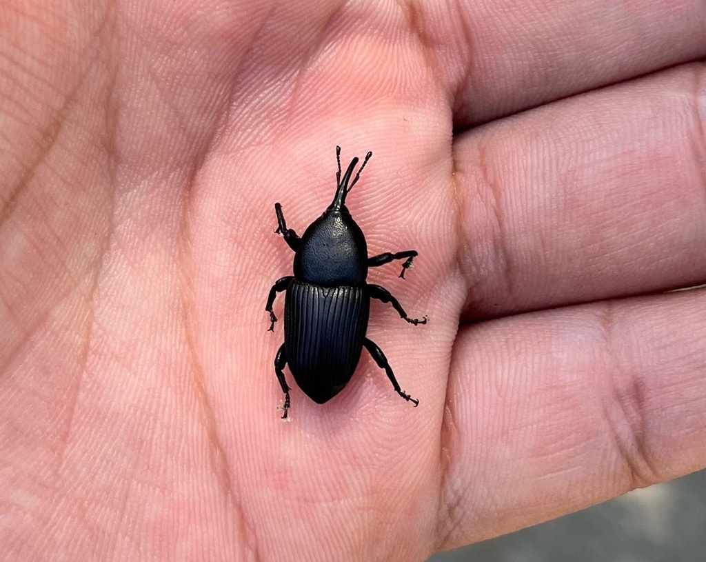 Yucca Weevil from Helen Putnam Regional Park, 佩特卢马, CA, US on May 27 ...
