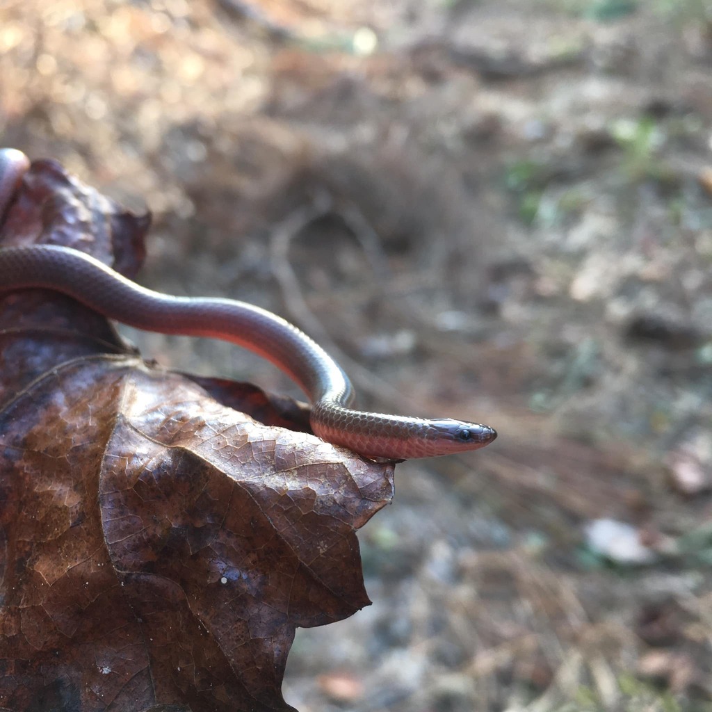Eastern Worm Snake from Craven County, NC, USA on October 11, 2020 at ...