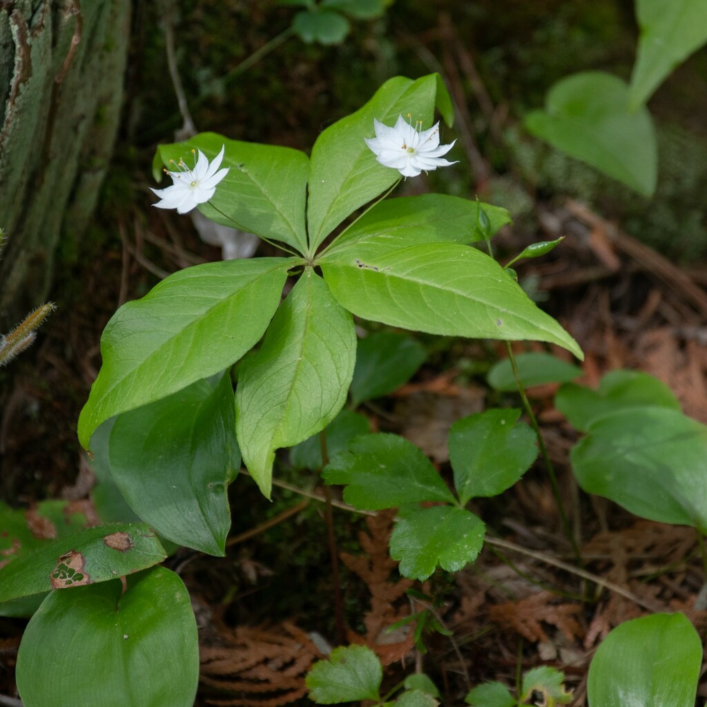 northern starflower from Kalkaska County, MI, USA on May 26, 2024 at 10 ...