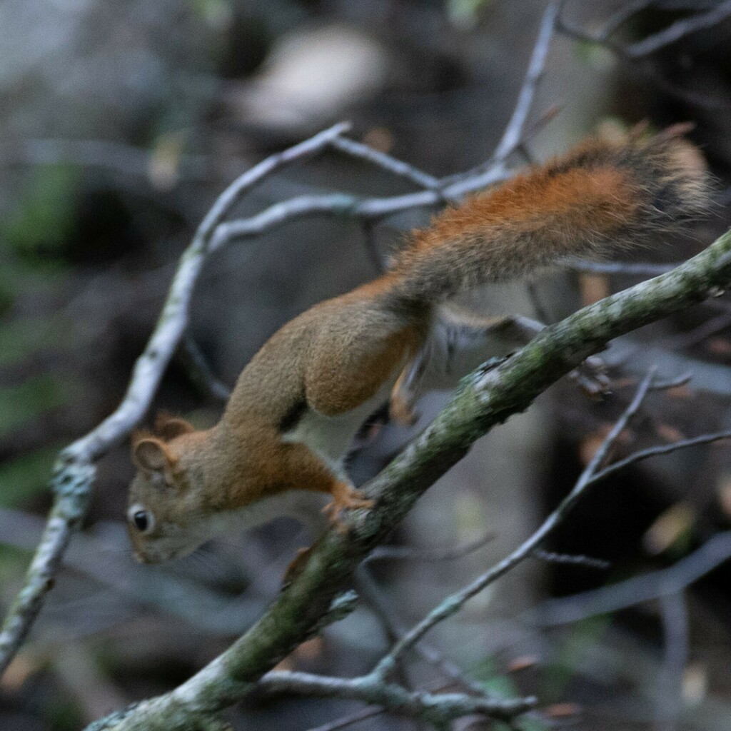 American Red Squirrel from Crawford County, MI, USA on May 26, 2024 at ...
