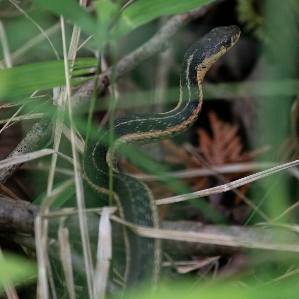 Common Garter Snake from Kalkaska County, MI, USA on May 26, 2024 at 10 ...