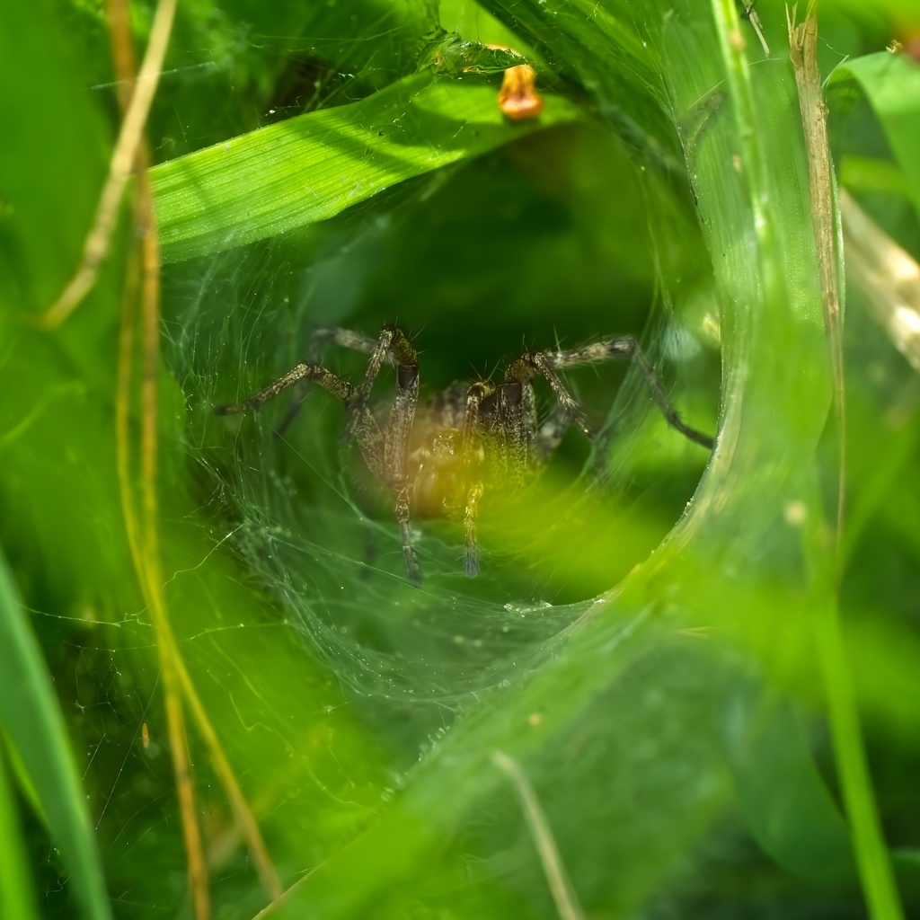 Grass Spiders from Fairfield County, OH, USA on May 25, 2024 at 06:50 ...