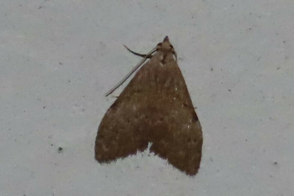 Plain Tuft Moth from Coomba Park NSW 2428, Australia on May 27, 2024 at ...