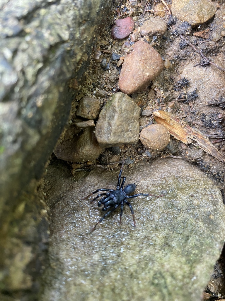 Atlantic Purseweb Spider from Whitwell, TN, US on May 27, 2024 at 01:20 ...