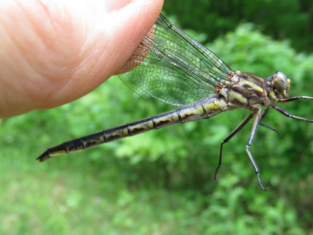 Dusky Clubtail in May 2024 by Alain Mochon. Les Boisées Khartoum ...