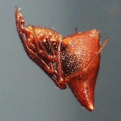 Horned Parasitic Cobweaver from 312 Burr Oak St, Albion, MI 49224, USA ...