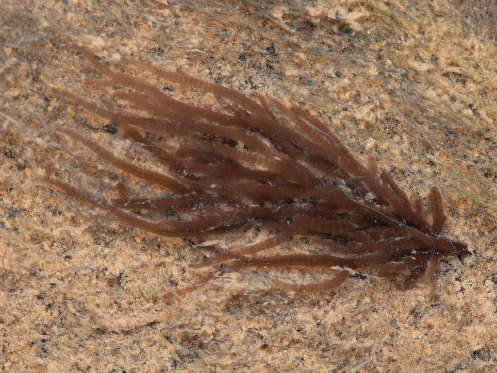 red algae from Nihotupu, Auckland 0604, New Zealand on December 16 ...