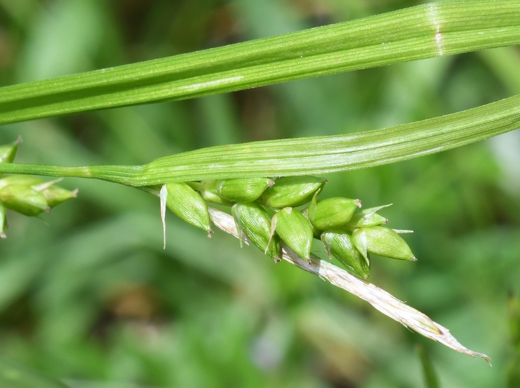 Eastern Narrowleaf Sedge from Washington County, AR, USA on May 12 ...