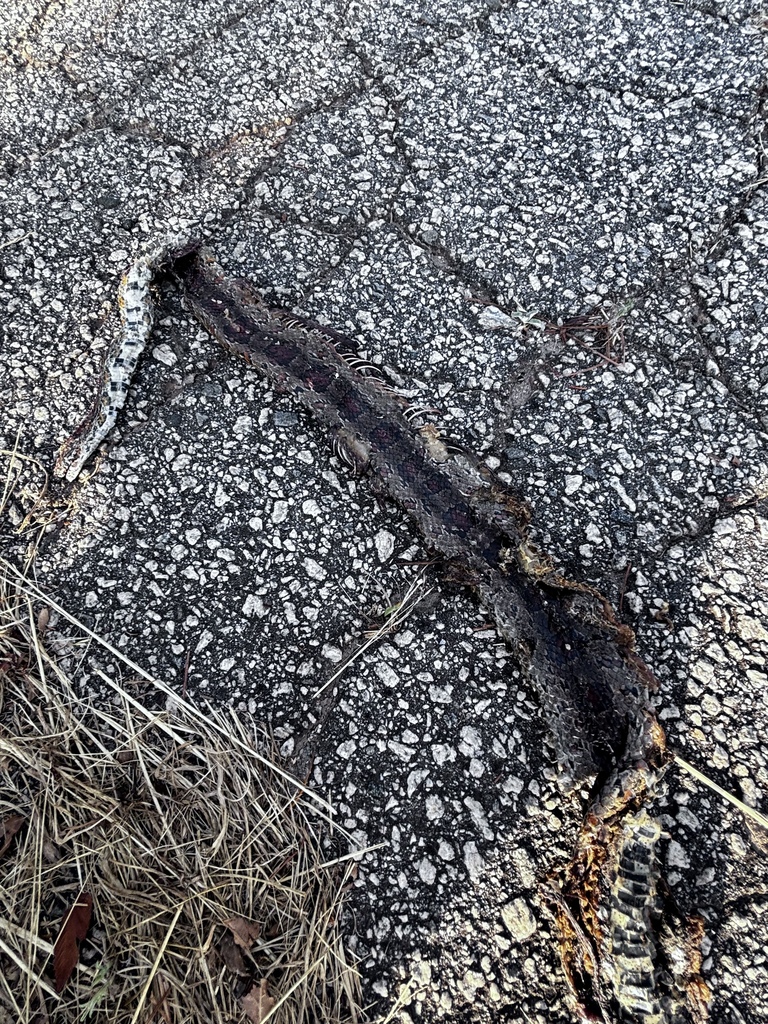 Corn Snake from 96th Hwy, Ninety Six, SC, US on May 26, 2024 at 12:22 ...