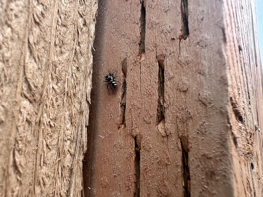 Zebra Jumping Spider from Fifth Pl, Kirkland, WA, US on May 27, 2024 at ...