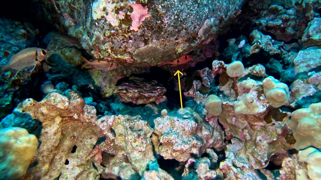 Bigscale Soldierfish from Kalaoa, HI 96740, USA on May 6, 2024 by ...