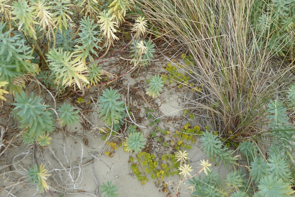 Shore Spurge from Waikouaiti, New Zealand on May 5, 2024 at 04:01 PM by ...