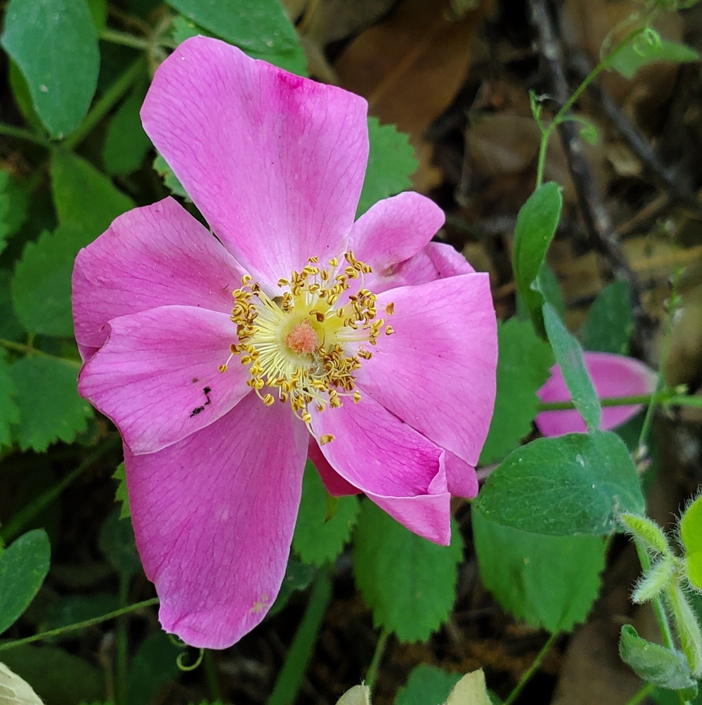 ground rose from Lafayette, CA 94549, USA on May 27, 2024 at 12:51 PM ...
