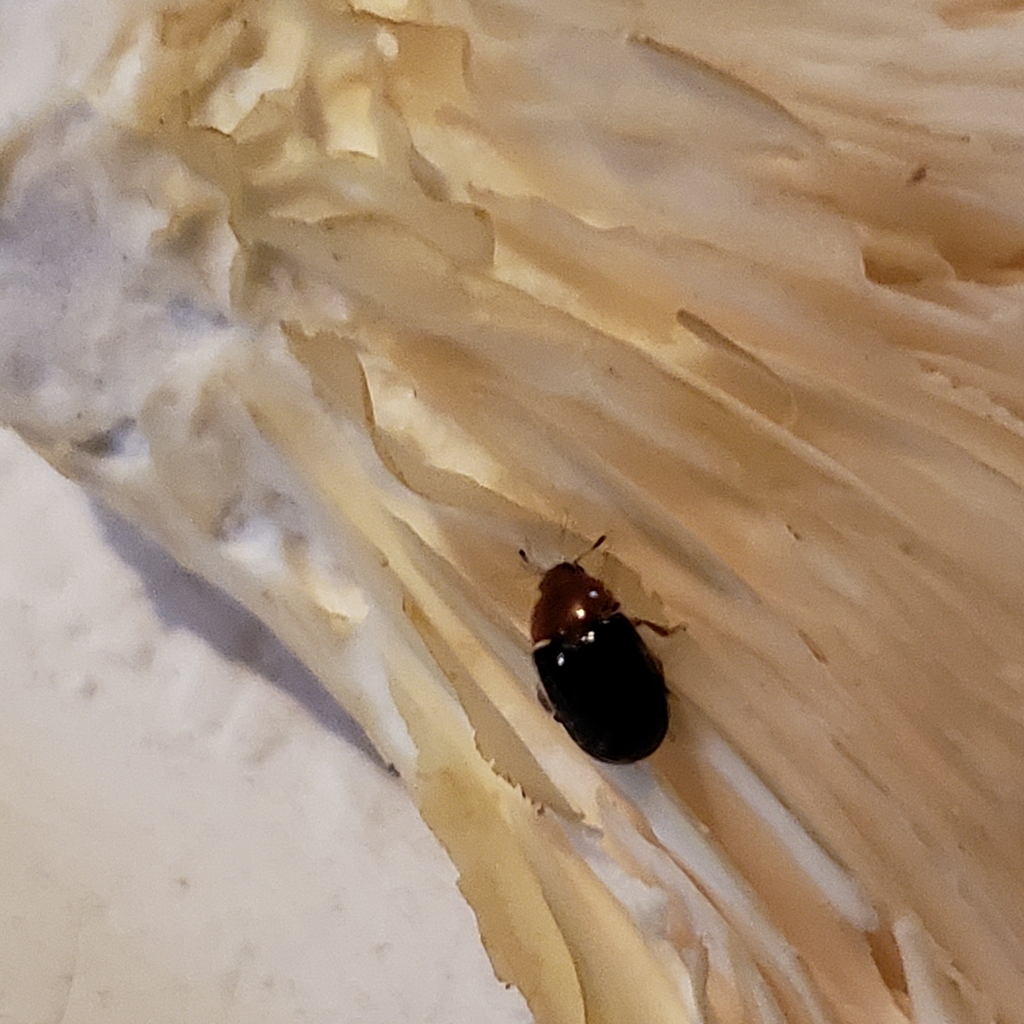 Triplax from Arlington, MA, USA on May 27, 2024 at 10:07 AM by Mike ...