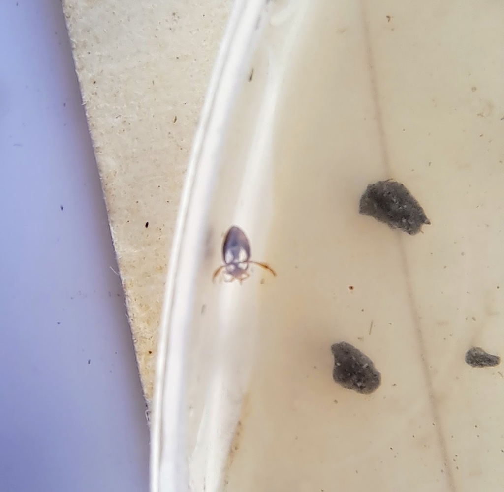 Neoplea striola from Hughes County, SD, USA on May 26, 2024 at 03:33 PM ...