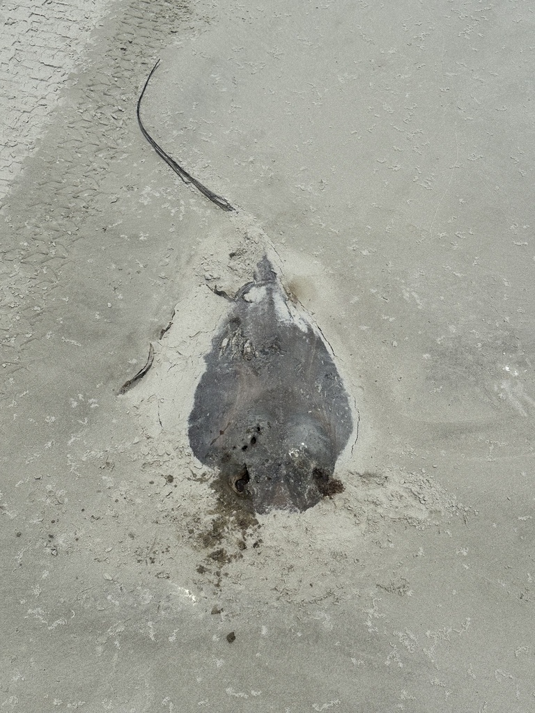 Southern Stingray from Jekyll Island State Park, Jekyll Island, GA, US ...
