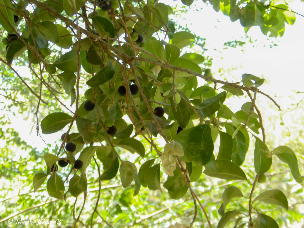 Sideroxylon palmeri from Culiacán, Sin., México on May 24, 2024 at 12: ...