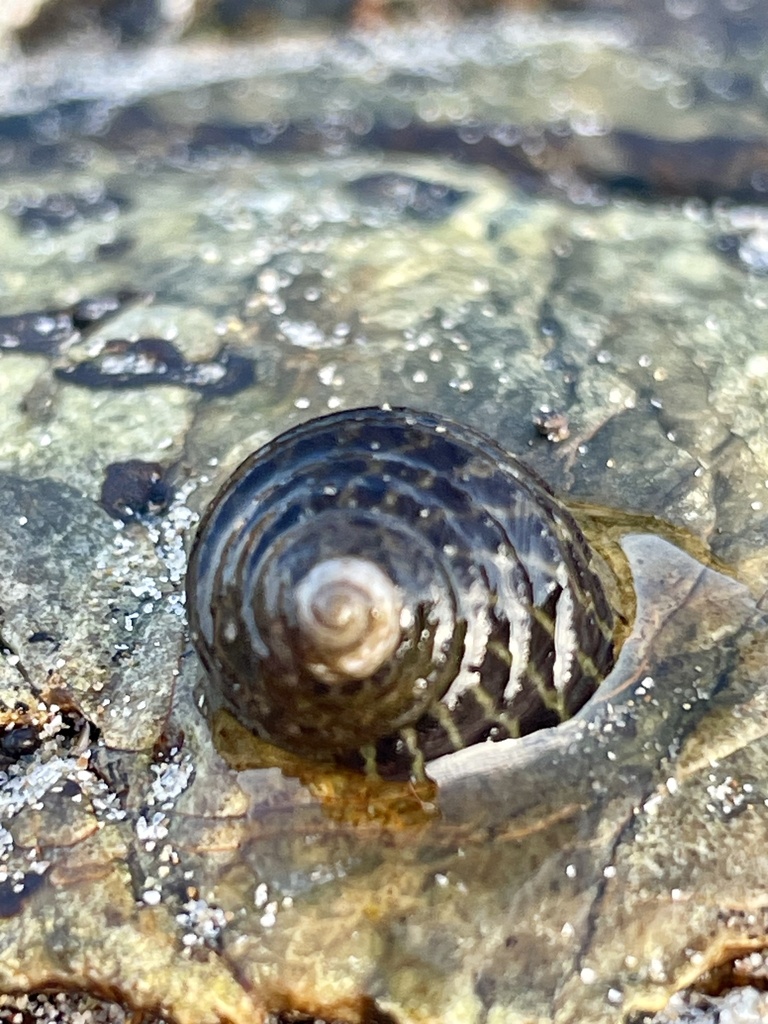 Zebra Top Snail from Sawtell, NSW, AU on May 27, 2024 at 03:42 PM by ...