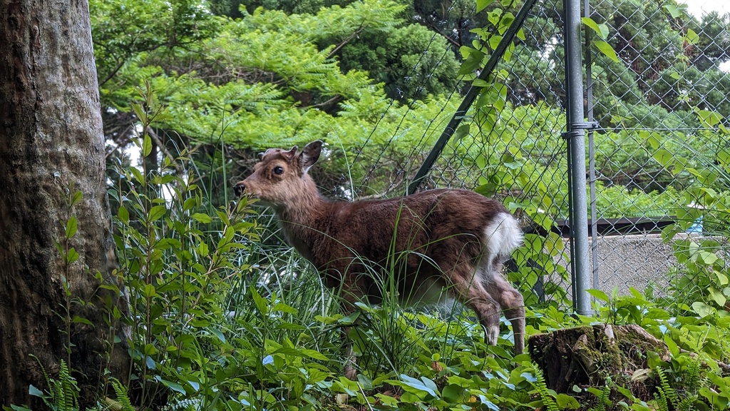 Yakushima Sika Deer from Anbo, Yakushima, Kumage District, Kagoshima ...