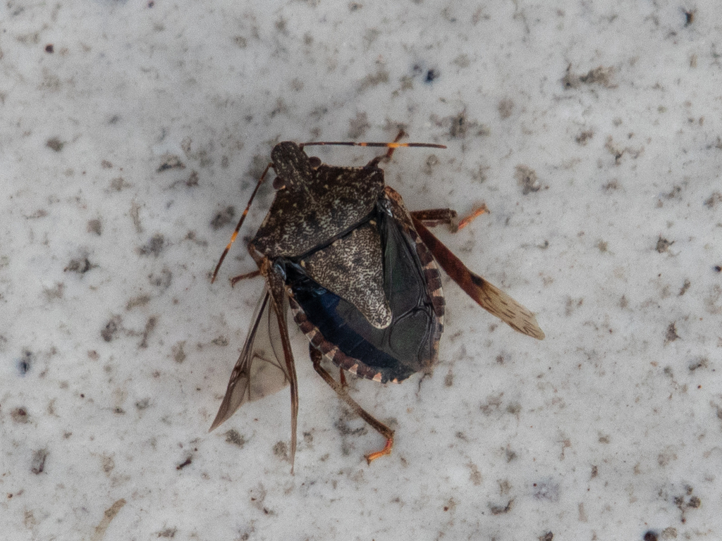 Brown Marmorated Stink Bug from Район Аоба, Сендай, Мияги, Япония on ...