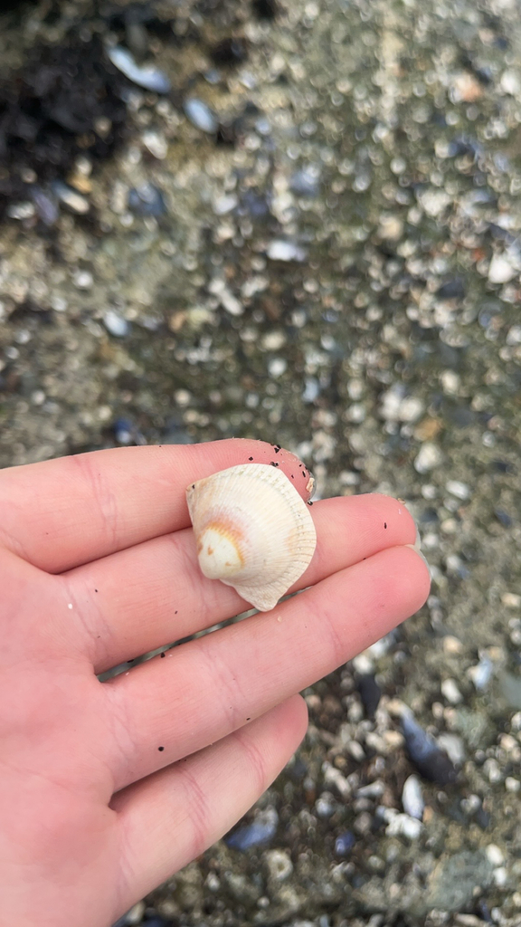 Nuttall's Cockle from Bellingham on May 27, 2024 at 05:27 PM by Therese ...